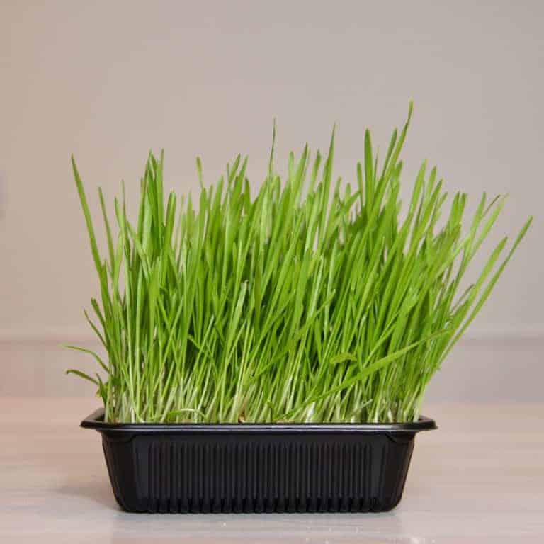 How to grow wheatgrass for a green, nutritious boost 🌱💪 Unleash the ...