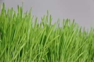 How to grow wheatgrass for a green, nutritious boost 🌱💪 Unleash the ...