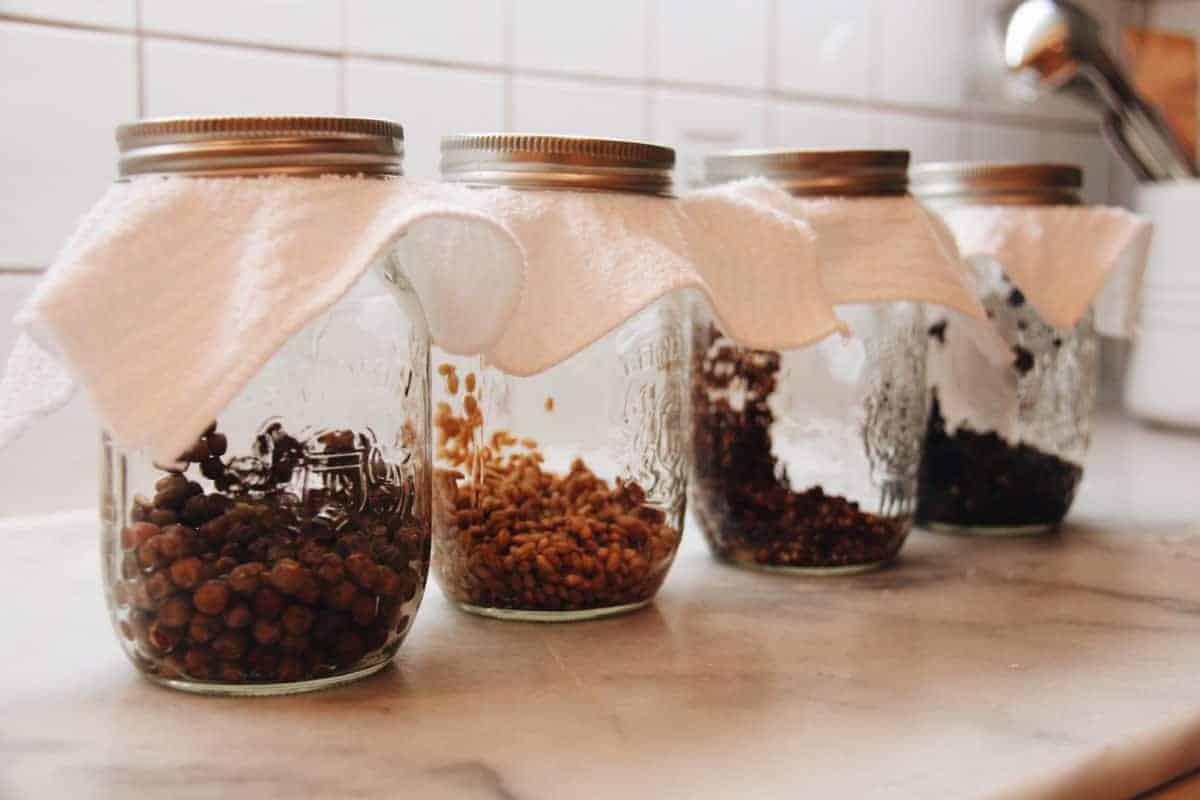 How to grow sprouts in a mason jar for a crunchy, nutritious treat 🌱🥗 ...