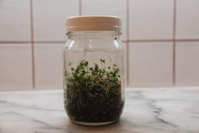 How to grow sprouts in a mason jar for a crunchy, nutritious treat 🌱🥗 ...