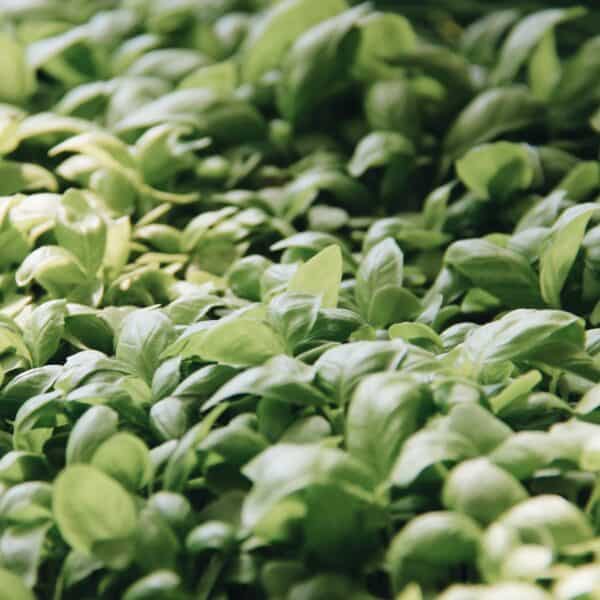 Growing basil microgreens for a burst of flavor 🌱🍃 Elevate your ...