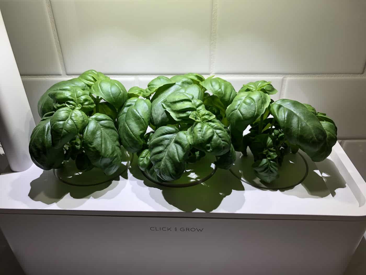 Growing basil microgreens for a burst of flavor 🌱🍃 Elevate your ...