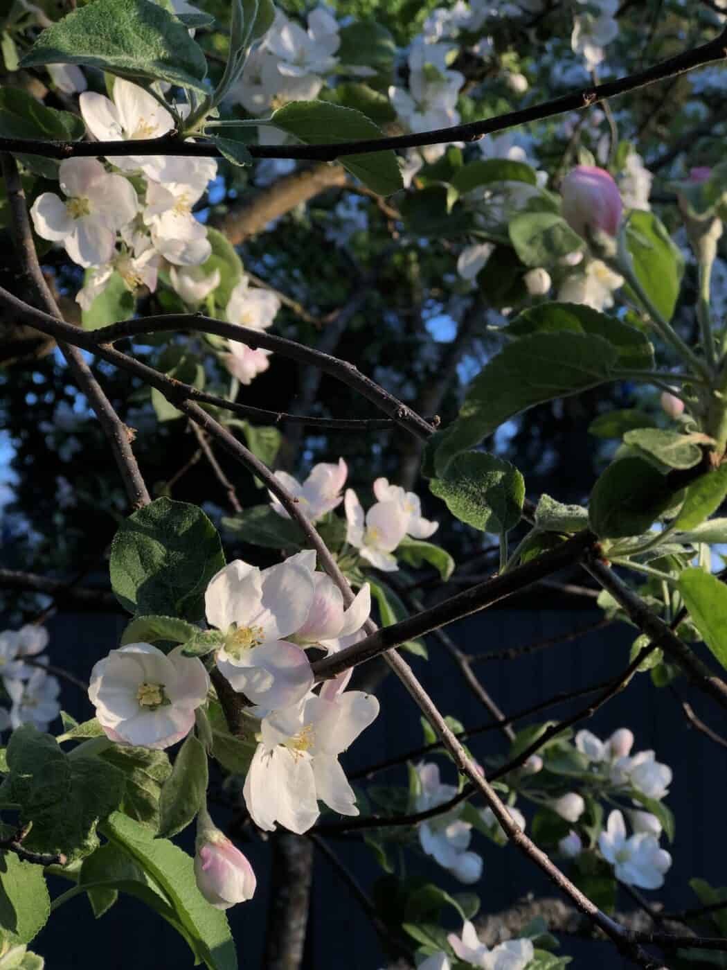 How long does it take an apple tree to grow? 🌳 🍎 Discover the timeline ...