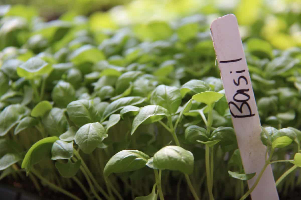 Growing basil microgreens for a burst of flavor 🌱🍃 Elevate your ...