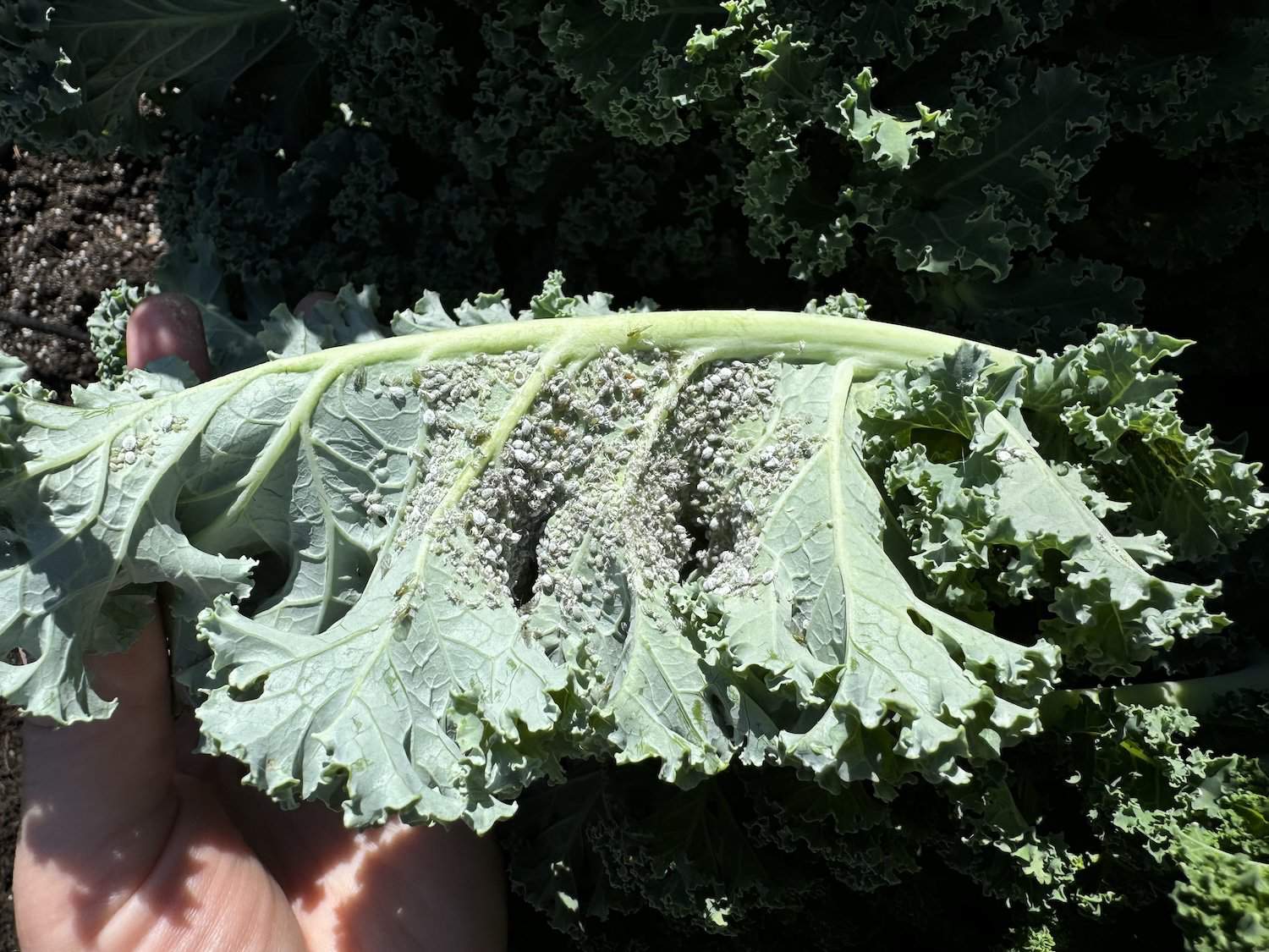What is organic gardening? 🌿💫 Explore a healthier approach to growing