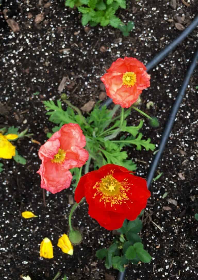 ProMix soil review for optimal gardening 🌱 🔍 Find out if it’s the right ...