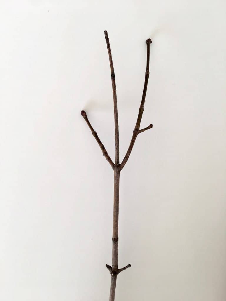 Twig reindeer for a rustic, festive charm 🦌 Craft your own woodland ...