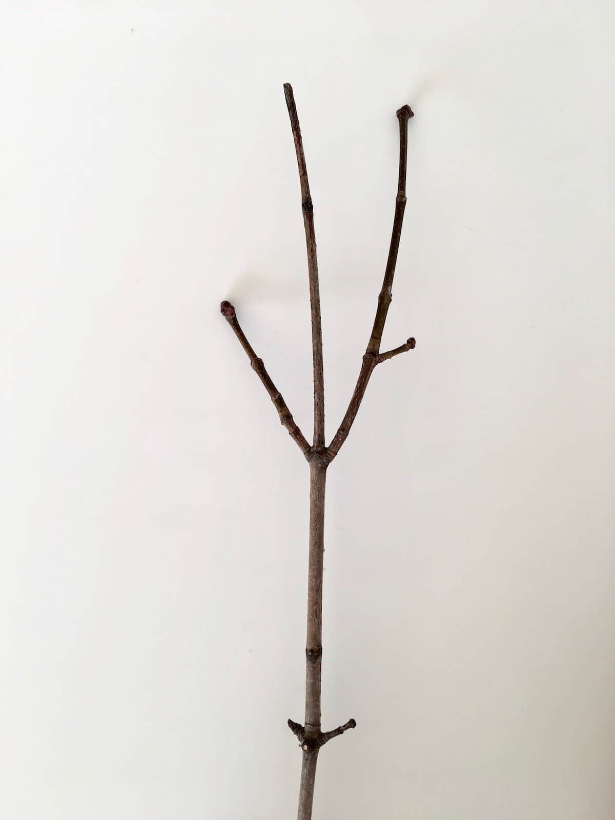 Twig reindeer for a rustic, festive charm 🦌 Craft your own woodland ...