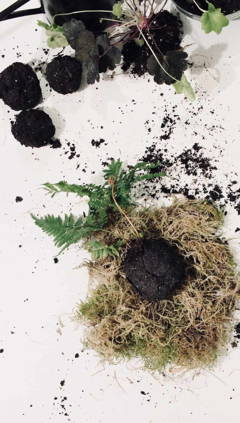 How to make kokedama moss ball gardens 🌿🇯🇵 Explore the art of this ...