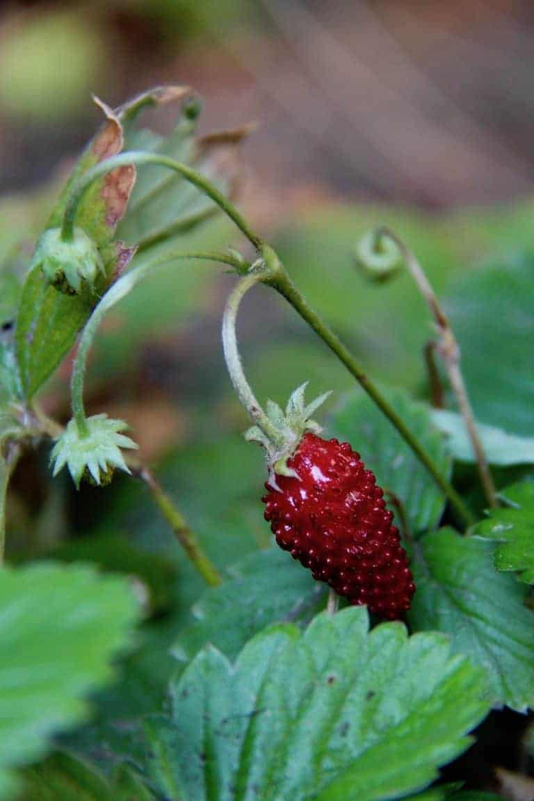 How far apart to plant strawberries for a bountiful harvest 🍓 📏 ...
