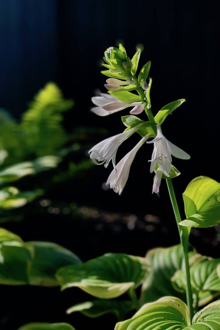 Witch garden essentials and inspirations 🌱🔮 Explore the mystical flora