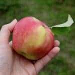 When to pick apples 🍎 🗓 Ensure the freshest and juiciest harvest