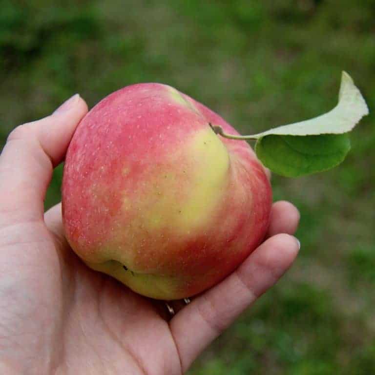 When to pick apples 🍎 🗓 Ensure the freshest and juiciest harvest