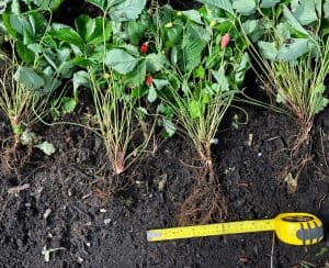 How far apart to plant strawberries for a bountiful harvest 🍓 📏 ...