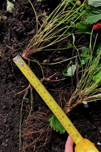 How far apart to plant strawberries for a bountiful harvest 🍓 📏 ...