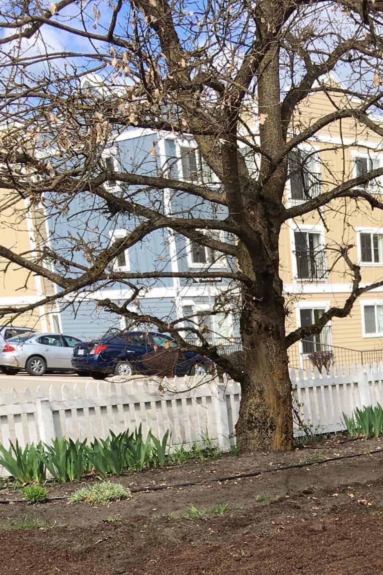 When to trim oak trees for healthy, strong growth 🌳 ️ Uncover the ...