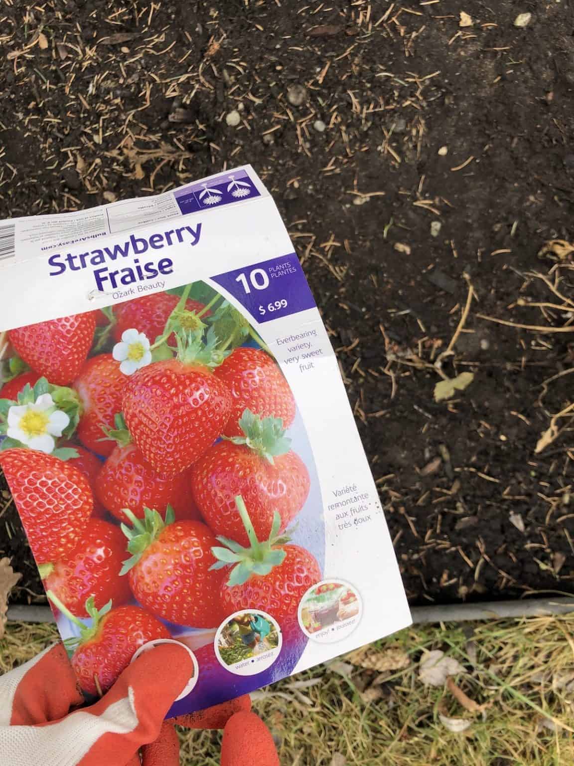 How far apart to plant strawberries for a bountiful harvest 🍓 📏 ...