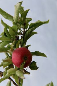 When to pick apples: A harvest season guide