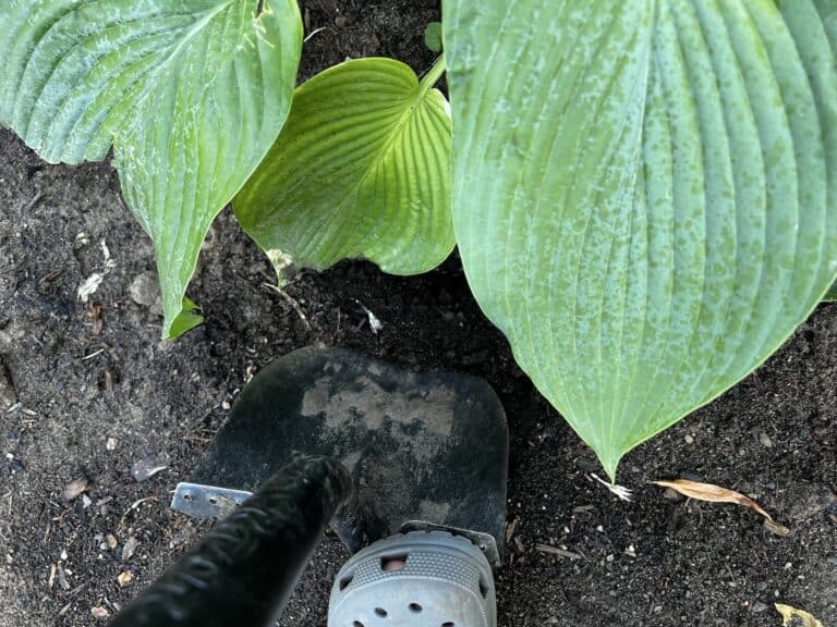Dividing hostas ???? A step-by-step guide to propagating your favorite ...