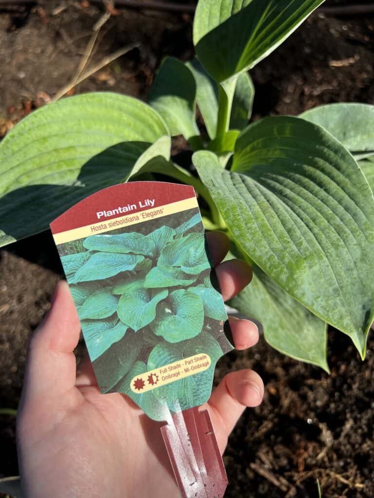 Types of hostas 🍃 🌿 Exploring the world of these shade-loving beauties