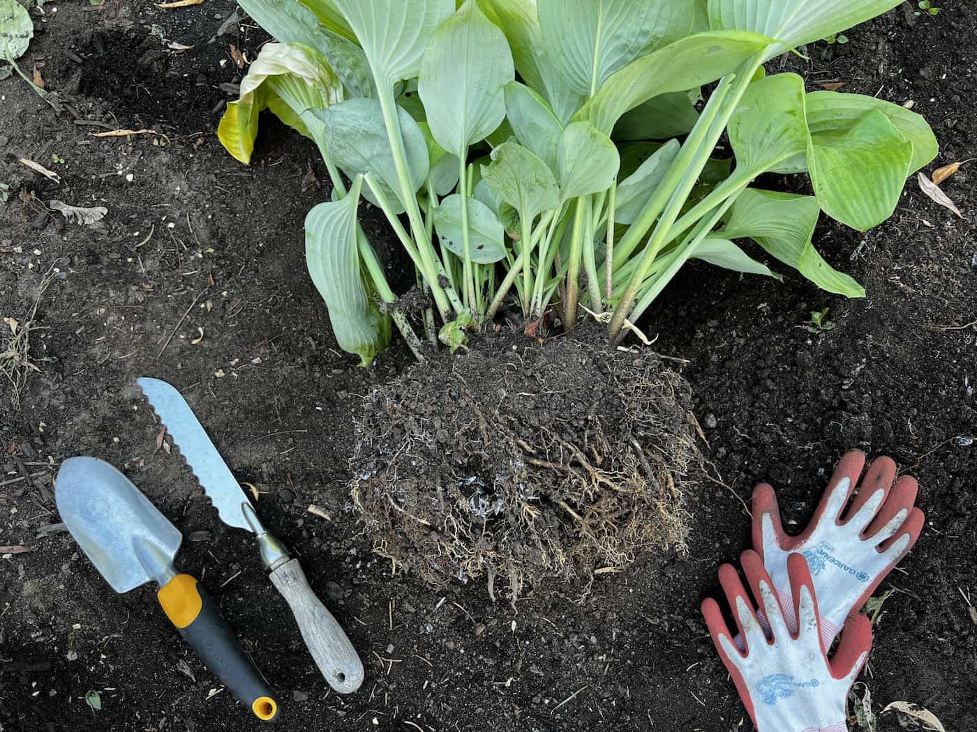 Dividing hostas ???? A step-by-step guide to propagating your favorite ...