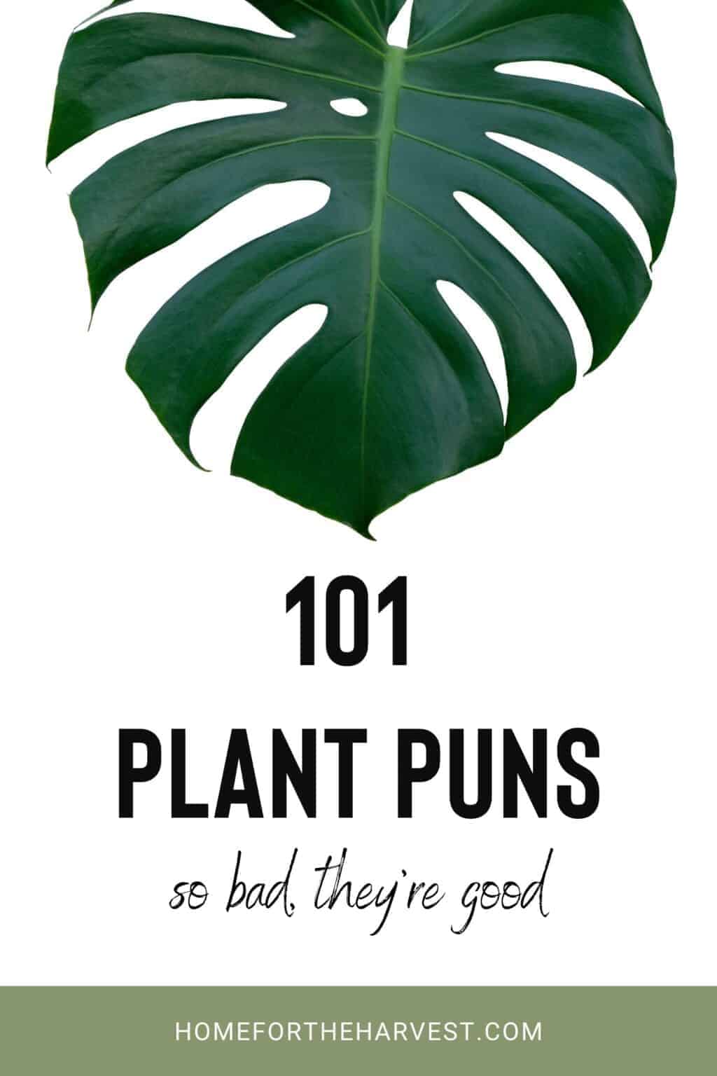 101 plant puns for us crazy plant ladies | Home for the Harvest