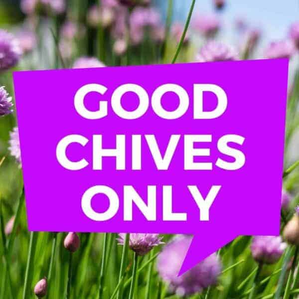 101+ plant puns 🌿😄 That will leaf us crazy plant ladies smiling