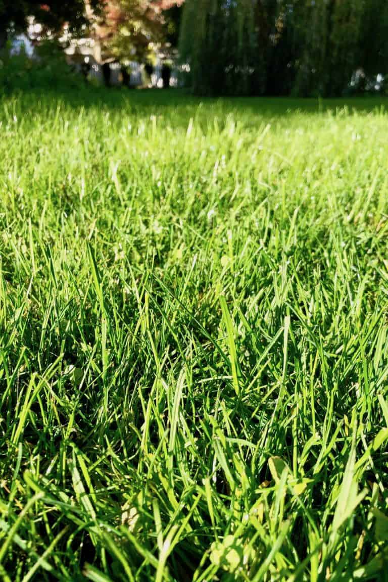 How to grow grass in sandy soil 🌱 🏖️ Transform your lawn into a lush ...