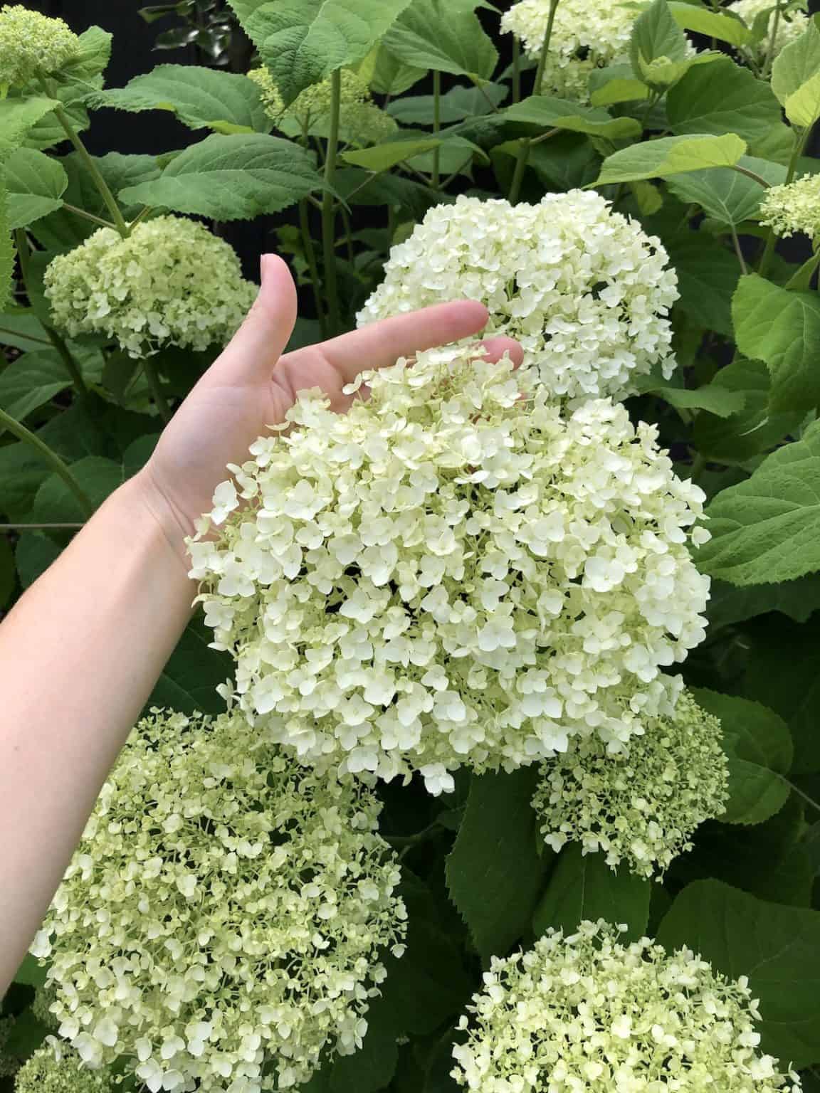 Incrediball hydrangea for a blooming garden 🌸 Discover the beauty of ...