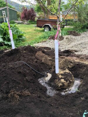 How much does it cost to plant a tree? 🌳💰 Breaking down the expenses ...