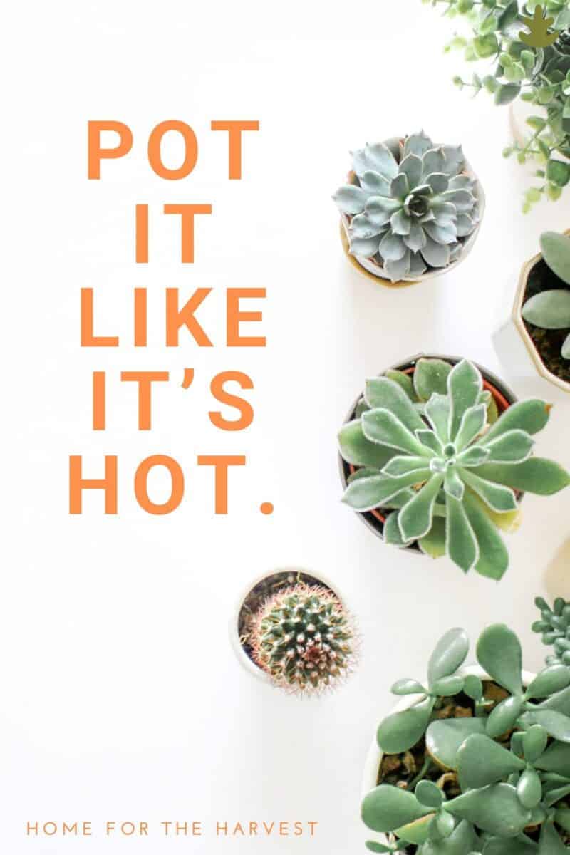 101+ plant puns 🌿😄 That will leaf us crazy plant ladies smiling