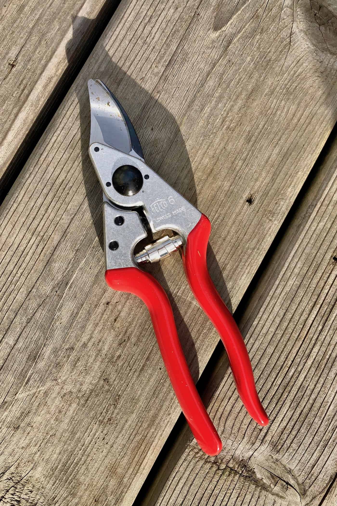 Little Quick Fire hydrangea pruning ️ 🌺 The ultimate guide for ...