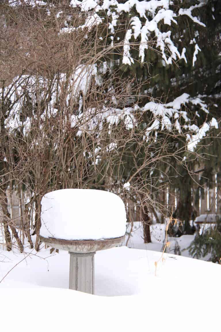 Best time to prune trees in your yard 🌳 ️ Discover seasonal tips for ...