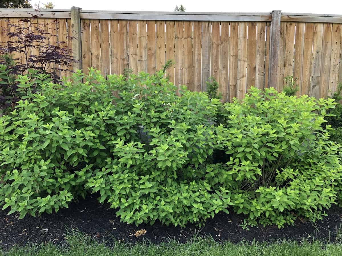 Little lime hydrangea care for lush green blooms 🌿 🌸 Cultivate beauty ...