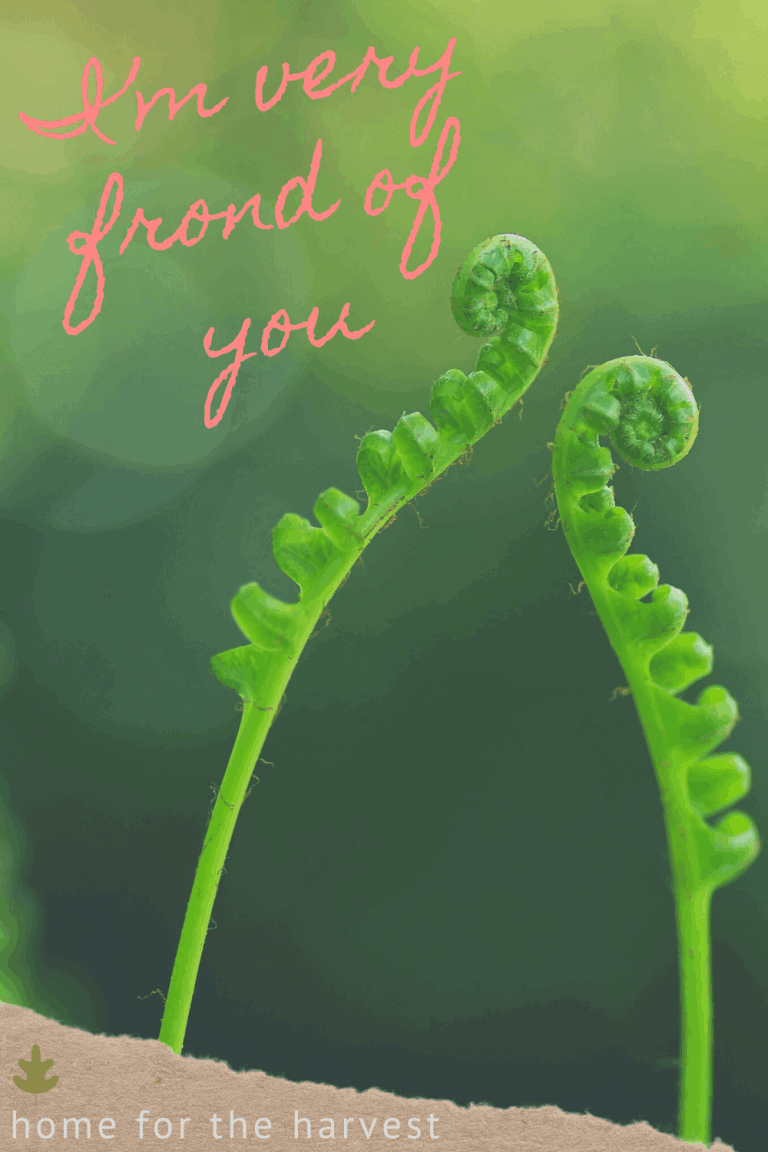 101+ plant puns 🌿😄 That will leaf us crazy plant ladies smiling