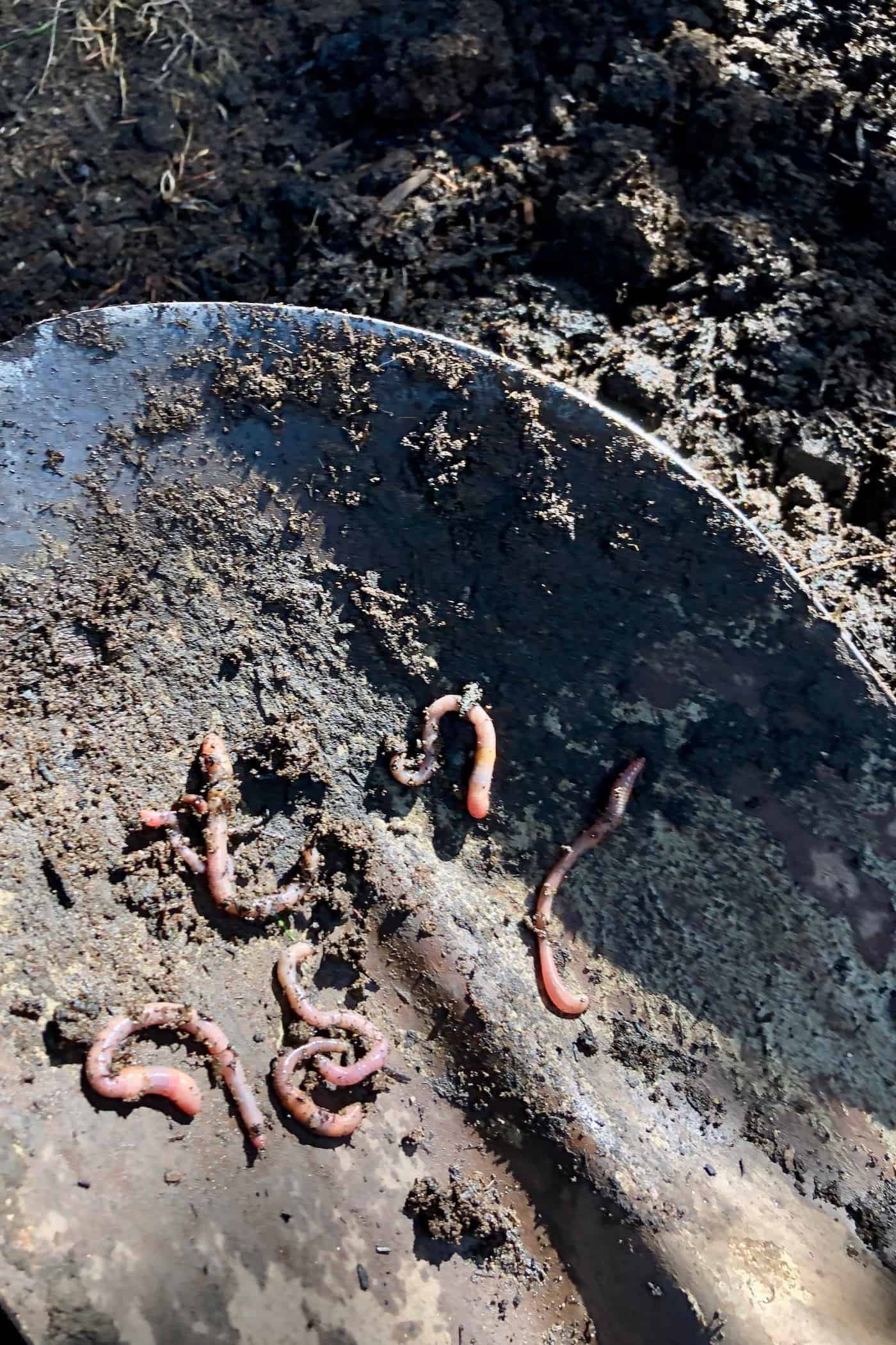 Garden soil essentials 🌱 🌻 Uncover the foundation of a thriving garden