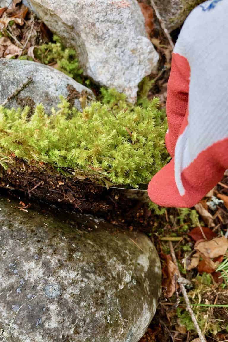 Where to find moss for a magical garden look 🌿 Uncover the best places
