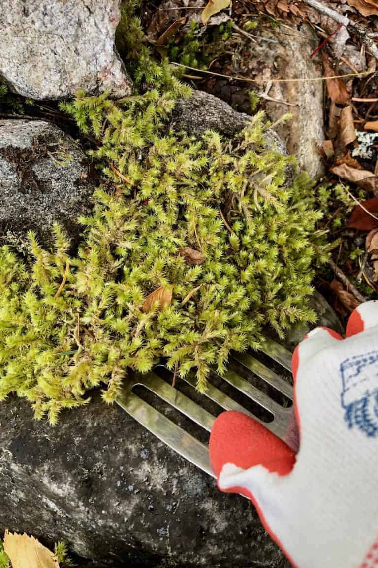Where to find moss for a magical garden look 🌿 Uncover the best places