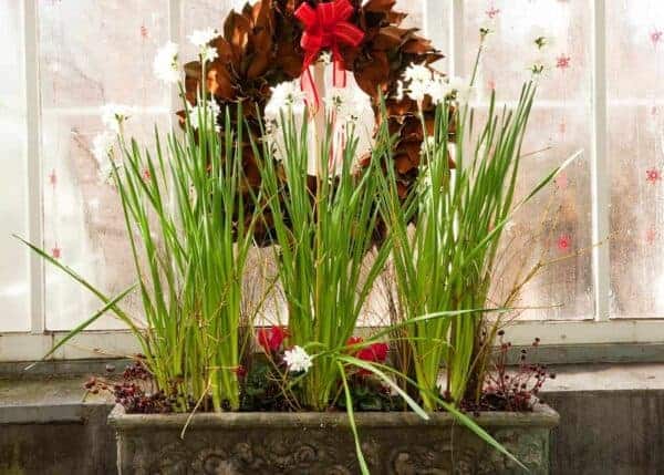 Paperwhites falling over? 🌱🚨 Discover 4 solutions to keep them upright