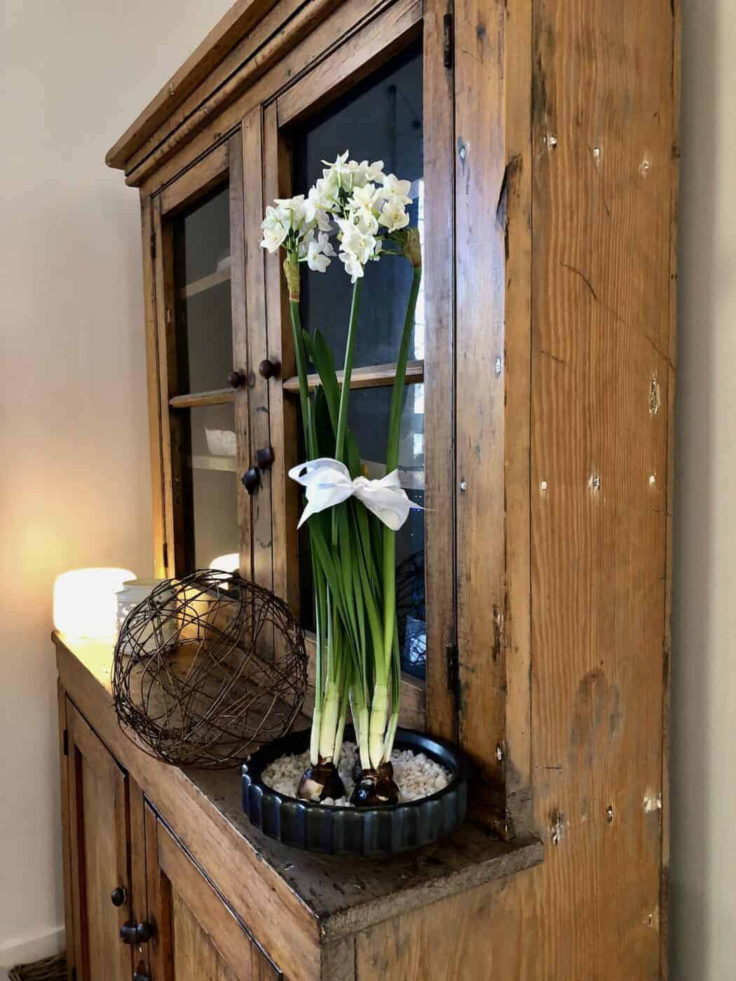 Paperwhites falling over? 🌱🚨 Discover 4 solutions to keep them upright