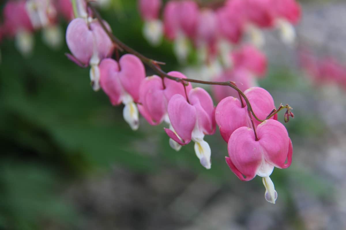 101 Hummingbird Flowers To Attract Pollinating Birds To Your Garden ...