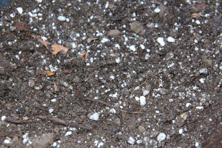 What is the white stuff in potting soil? 💭🌱 Learn its purpose and benefits