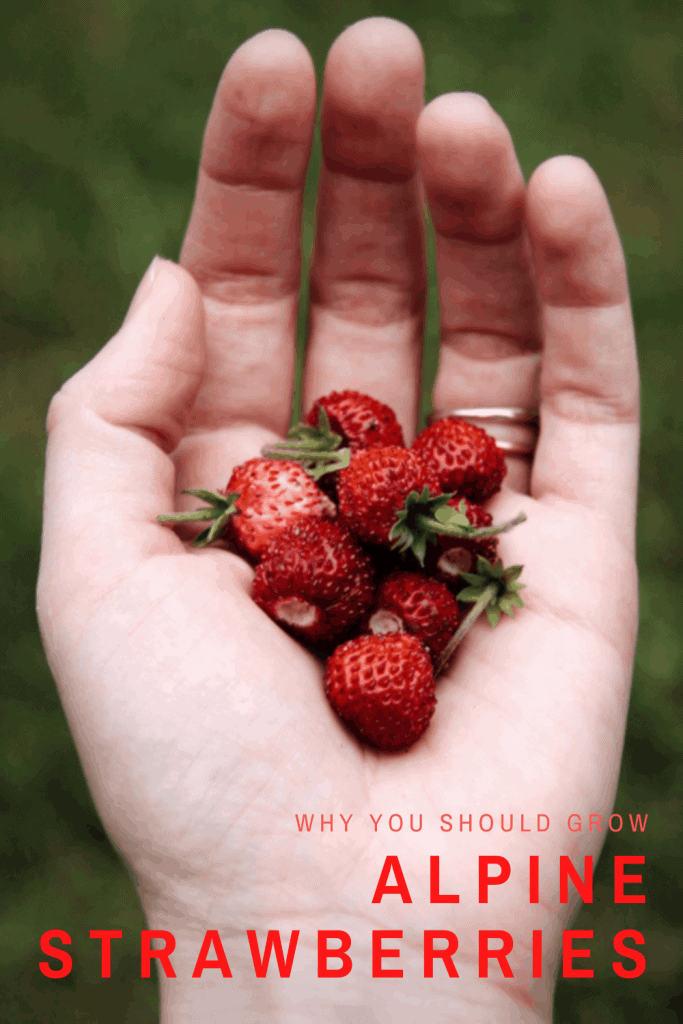 The Ultimate Guide to Alpine Strawberries (Fragaria vesca)