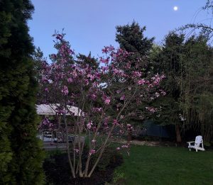 Betty magnolia care and tips ???? ???? Learn how to make your garden shine