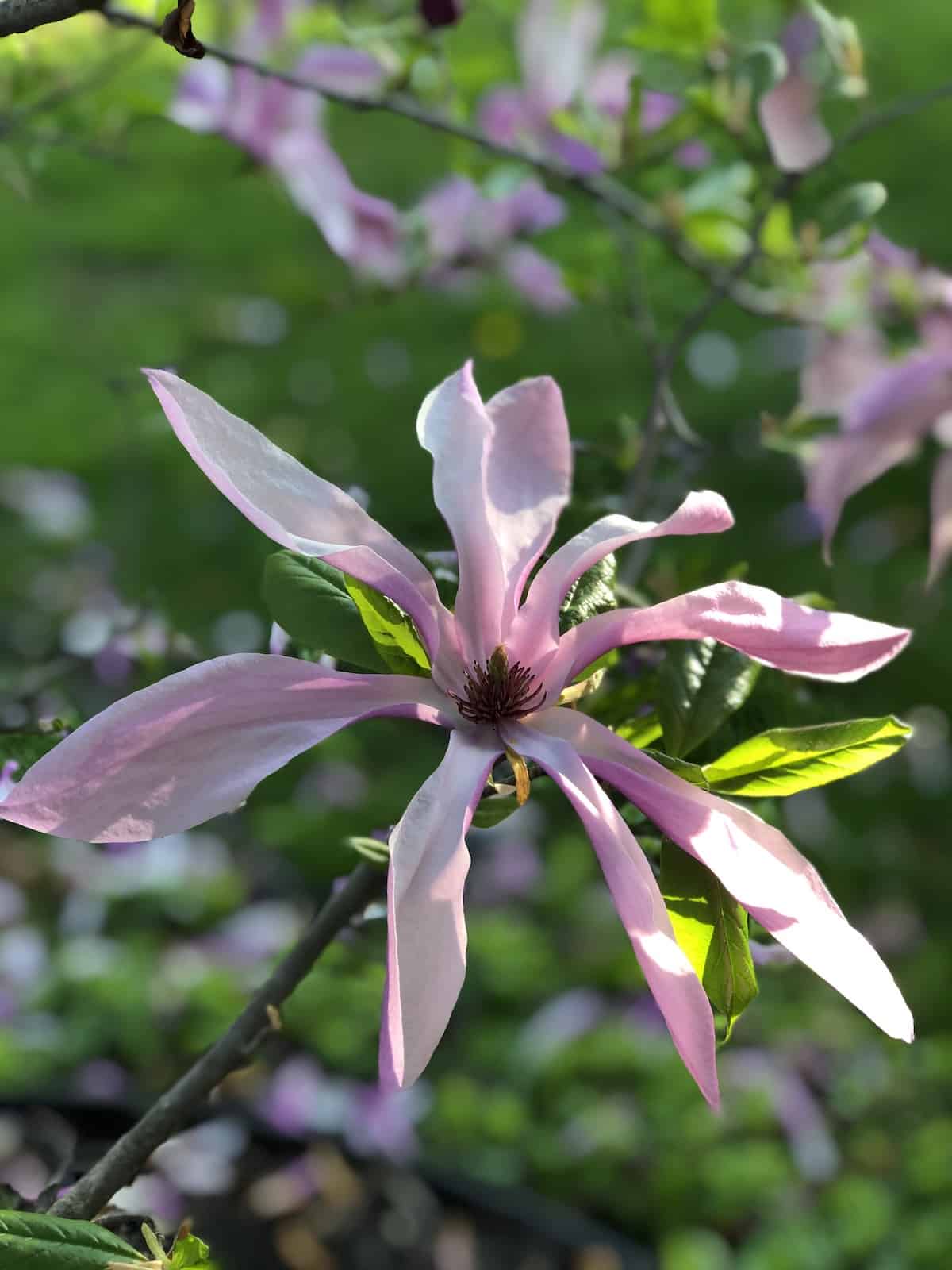 Magnolia blossoms 🌸 🌿 Experience the beauty and fragrance