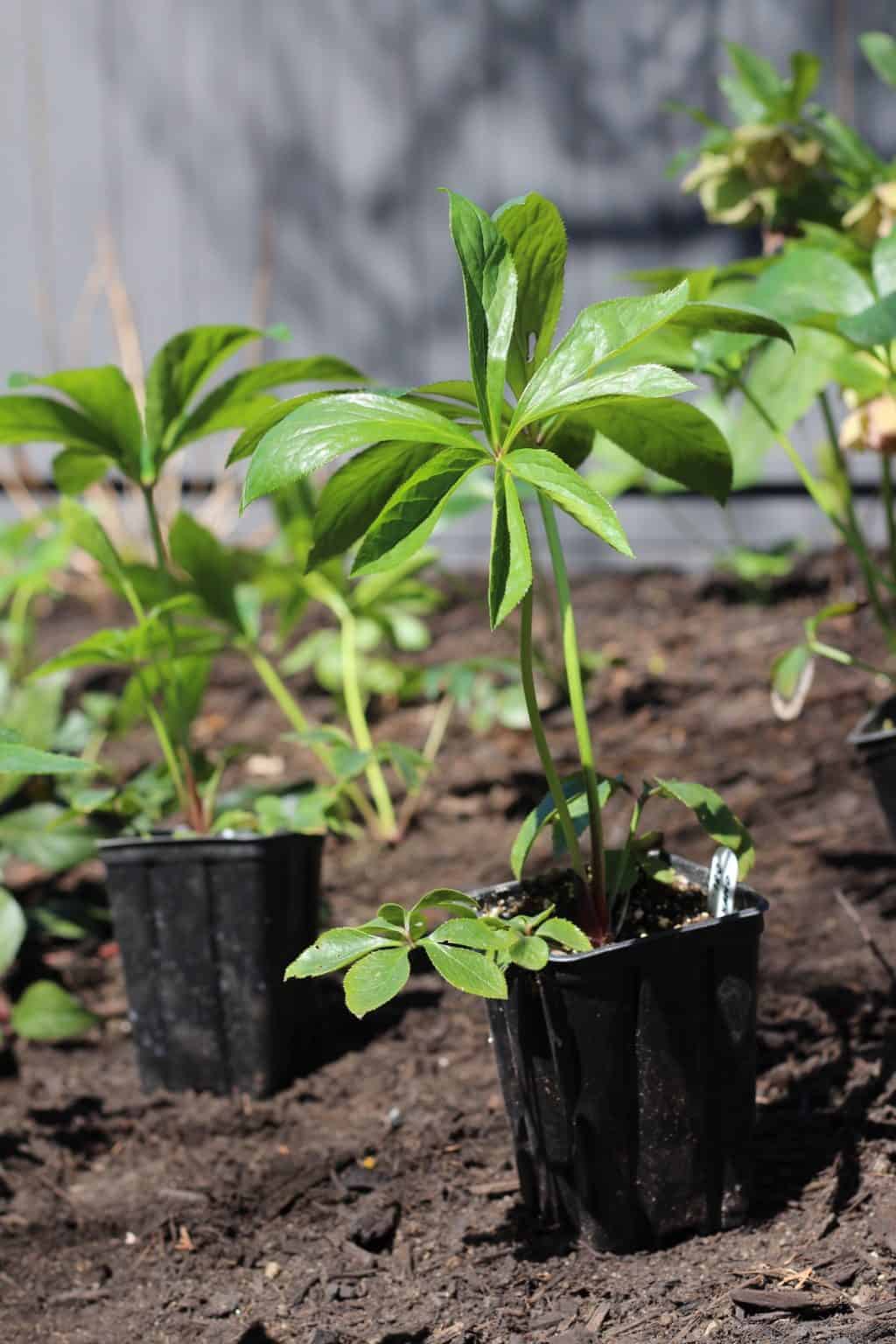 Fertilizing Peonies: When, What, And How To Feed Peony Plants