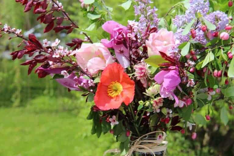 Fertilizing Peonies: When, What, And How To Feed Peony Plants