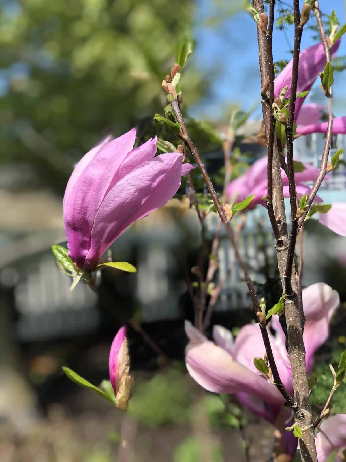 Magnolia blossoms 🌸 🌿 Experience the beauty and fragrance
