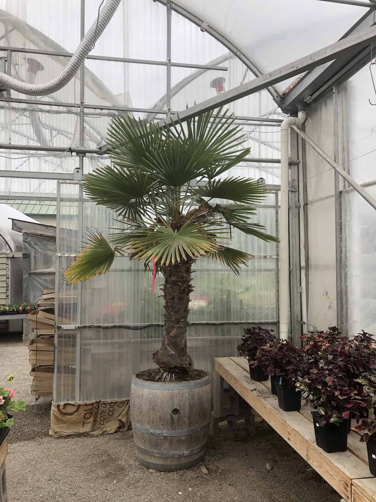 Whiskey barrel planter ideas 🌸 💡 Unique and rustic creative charm