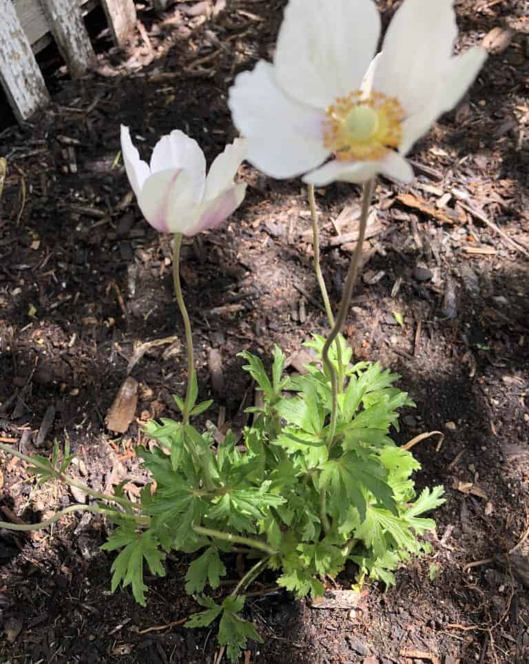 Perennials To Plant With Tulips: A List Of Perfect Pairings (Plus ...